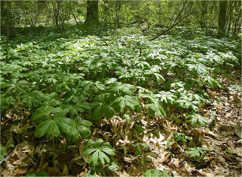 ETOPOPHOS (phosphate d'étoposide) : rupture de stock jusqu'au 2e ...